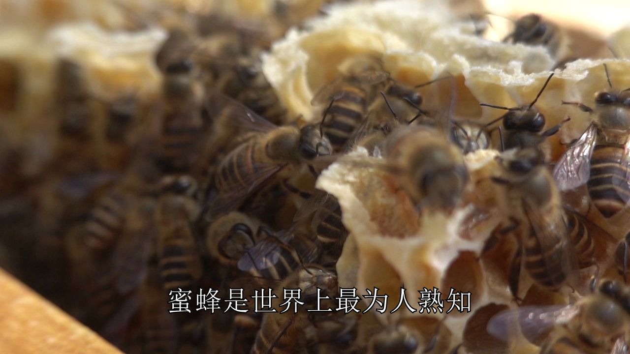 蜜蜂的身体结构你了解吗?