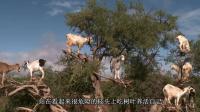 非洲奇特灌木林, 树上“长满”羊, 当地人惊呼: 发财了