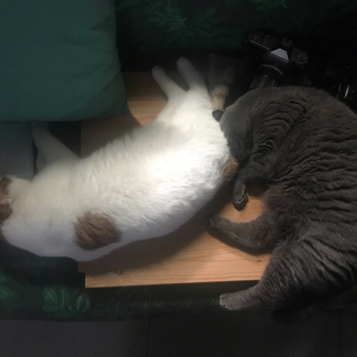 太上射手 
