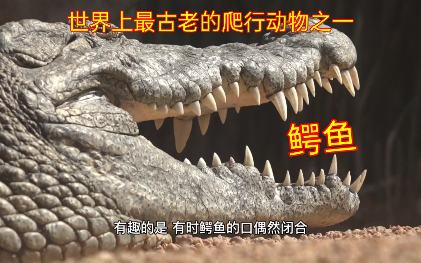 世界上最古老的爬行动物之一,鳄鱼的简单介绍