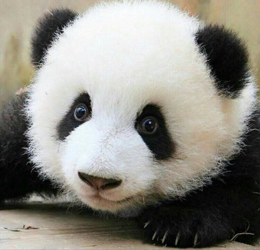 猪么么儿 