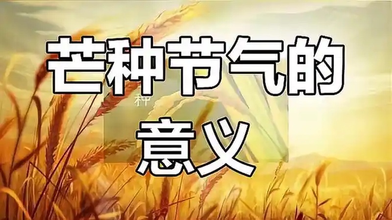 芒种节气:农耕文化中的种植时机与养生智慧