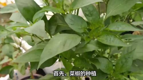 菜椒的种植方法和田间管理