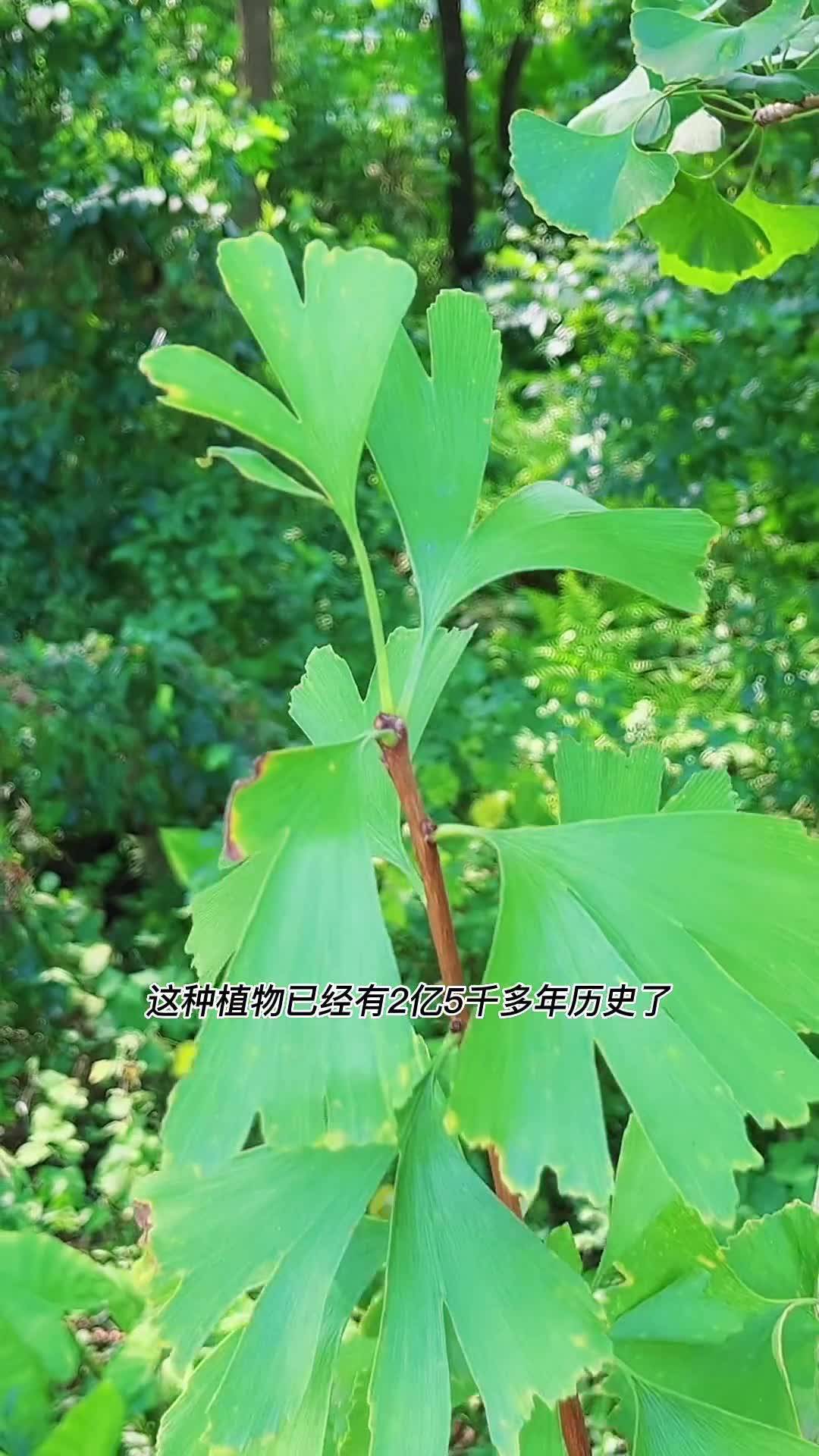 银杏叶