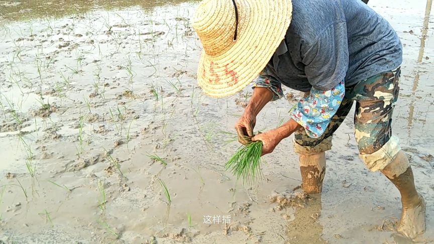 春耕进行时,机器犁田一百五一亩和肥料钱,种两亩水稻成本多少?