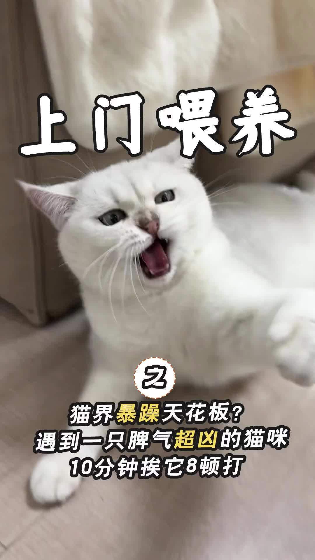 上门喂猫,被练过功夫的猫咪客户打了8次