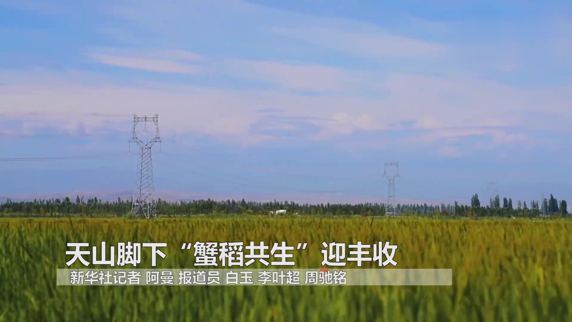 稻田养蟹稻蟹共生属于什么农
