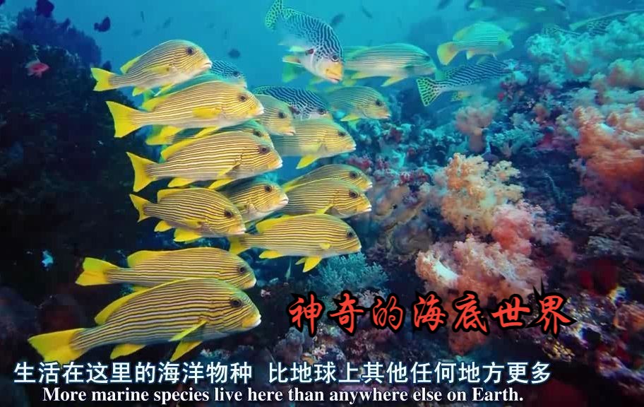 海底世界里那些惊人奇幻绚丽搞笑的神奇鱼类