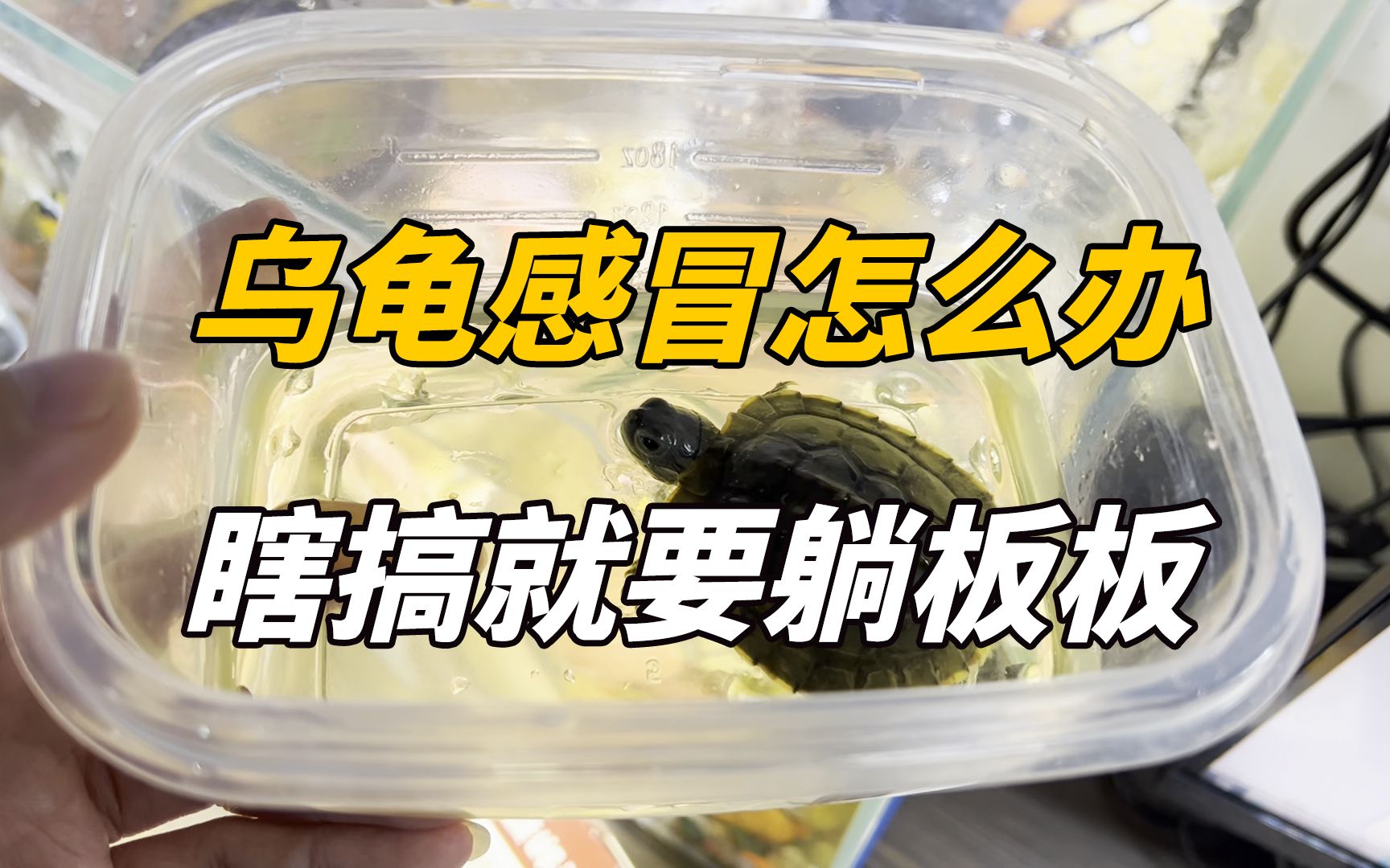 乌龟感冒怎么办?试试这个方法看看