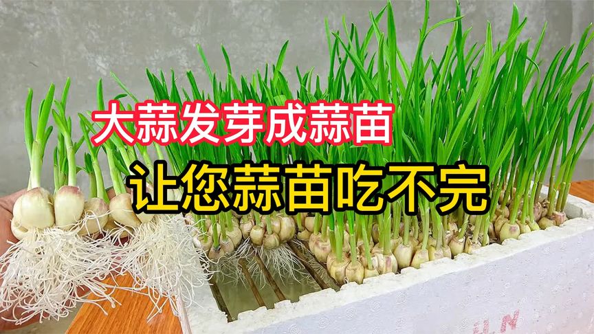 大蒜发芽成蒜苗,跟我学着在家种,让您家中蒜苗吃不完!