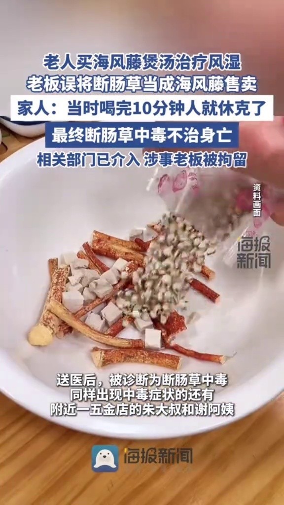 老人买海风藤煲汤治疗风湿 老板误将断肠草当成海风藤售卖 #断肠草 #...