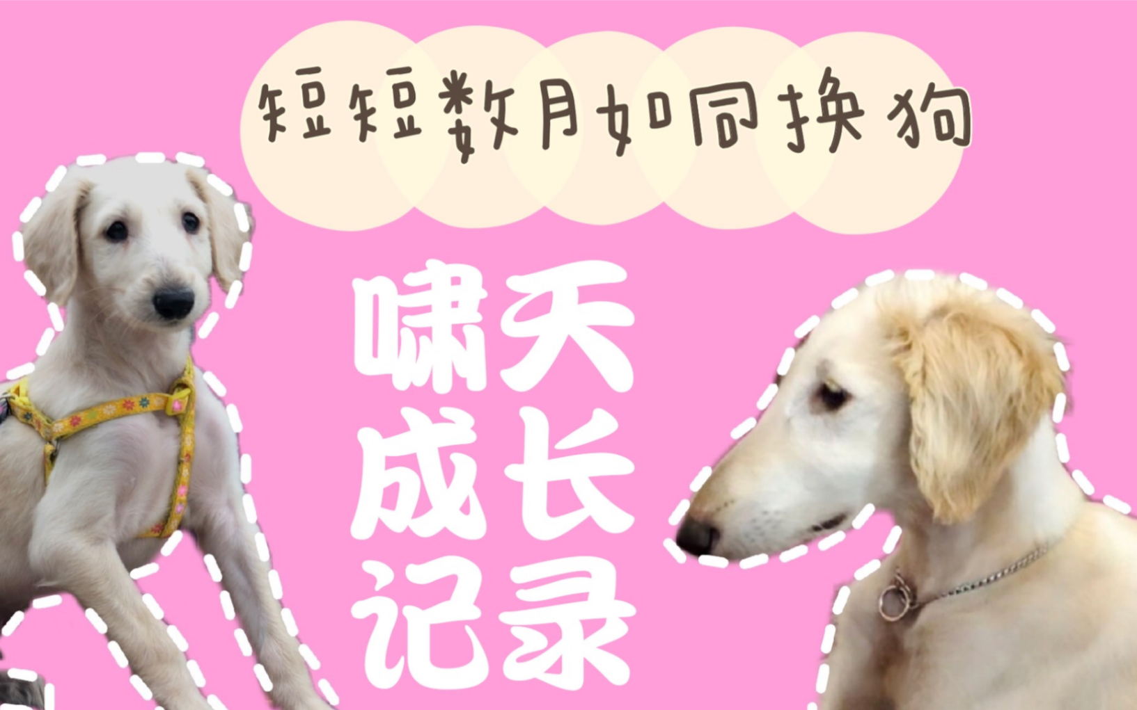 【陕西细犬】土肥圆变成长腿小帅狗的记录
