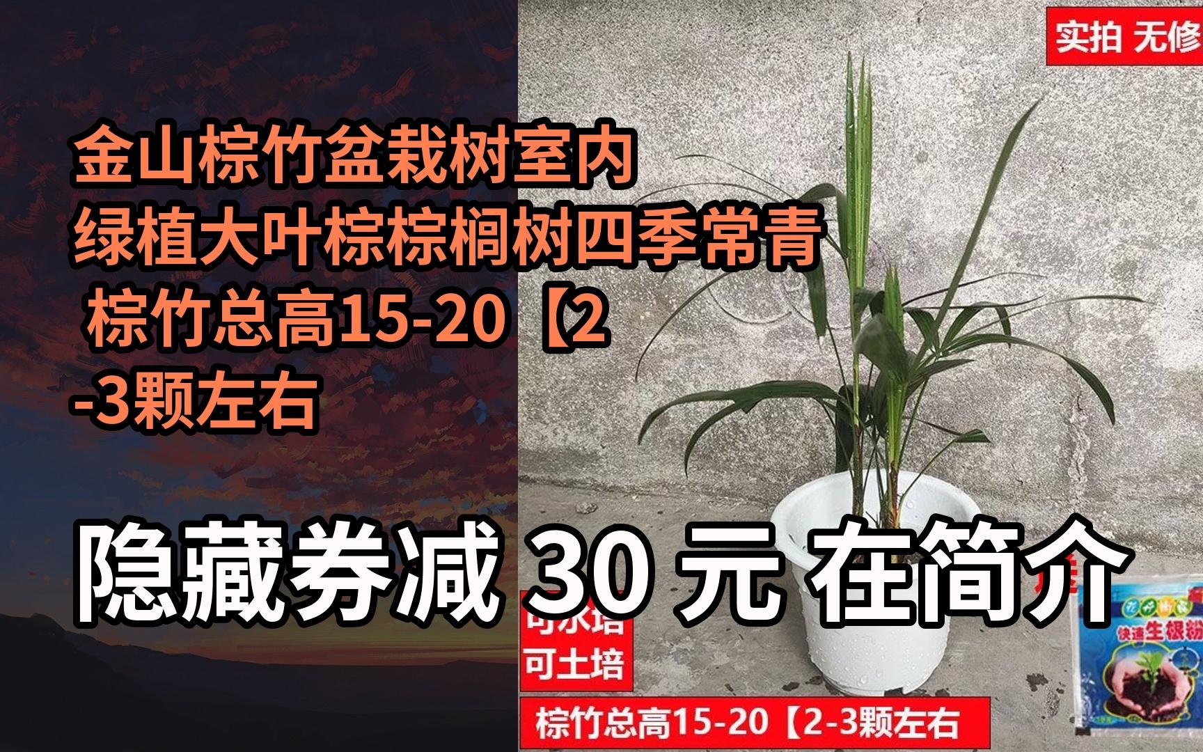 【漏҉洞价】金山棕竹盆栽树室内绿植大叶棕棕榈树四季常青 棕竹总...