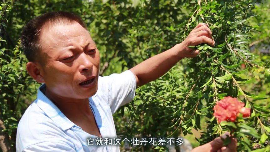 教你正确养牡丹石榴的方法,这样养殖枝繁叶茂,果实累累!