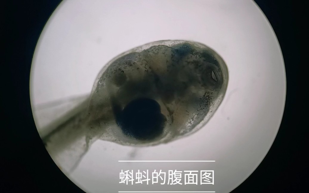 显微镜下的蝌蚪外观形态