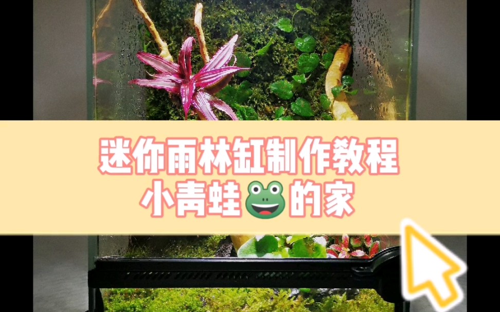 小小花园 生态迷你雨林缸材料包 制作教程