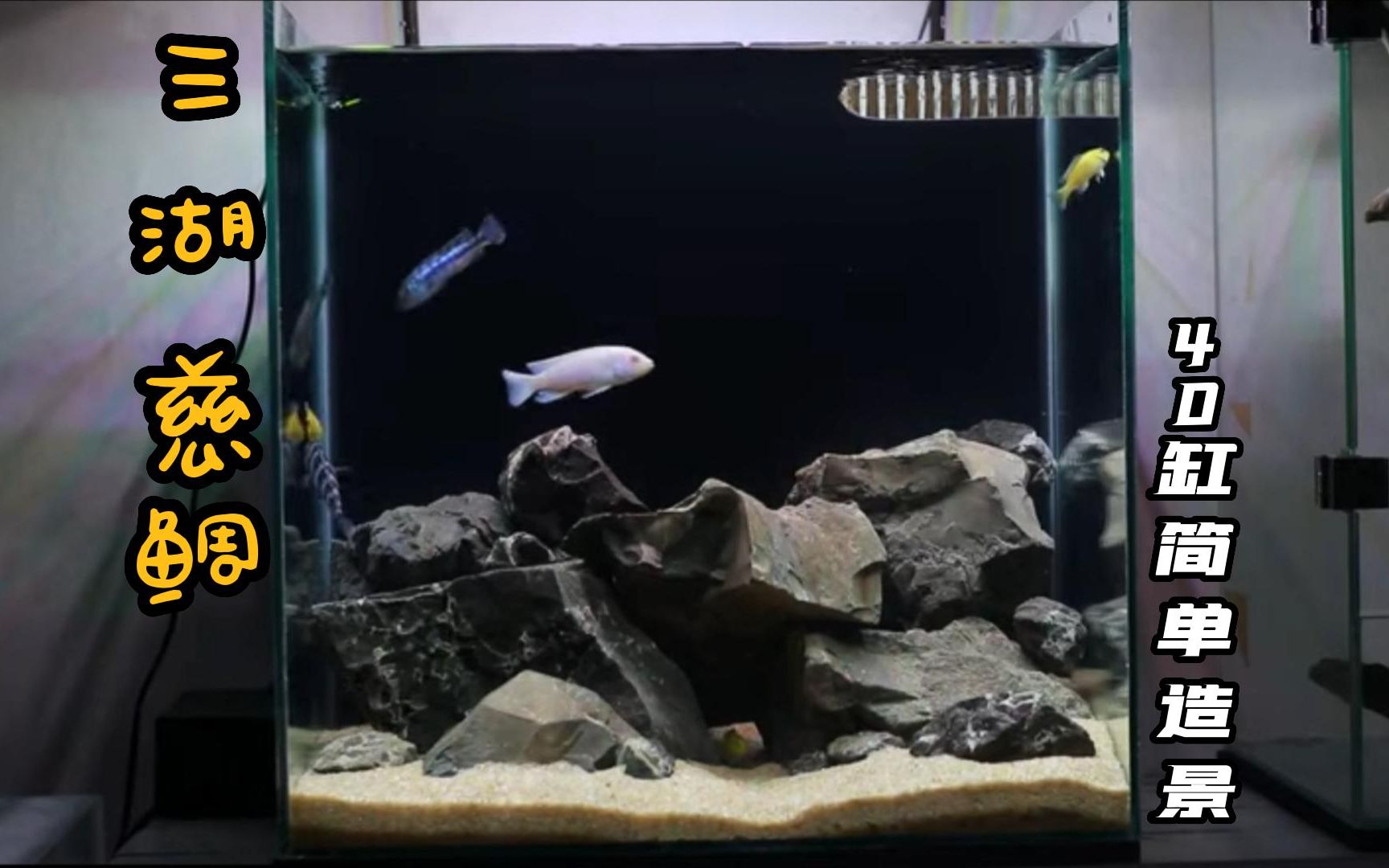 很简单的一个三湖慈鲷造景 40方缸 背滤