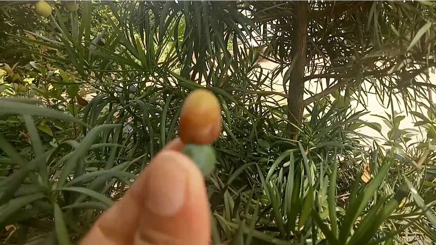 罗汉松果实,第一次知道它能食用,营养价值很好以后大家不要浪费