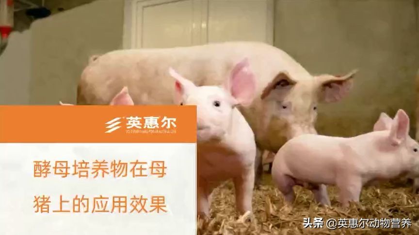 英惠尔酵母培养物在母猪ߐ�上的应用[强][强][强]