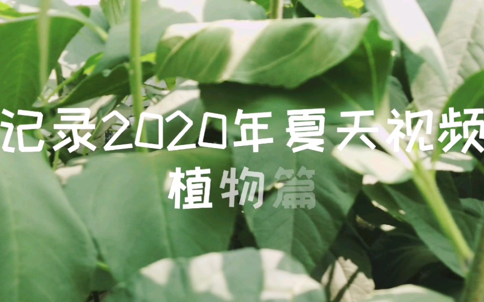记录2020年夏天视频——植物篇