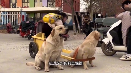 狗狗变推车,萌化小主人,笑翻啦!