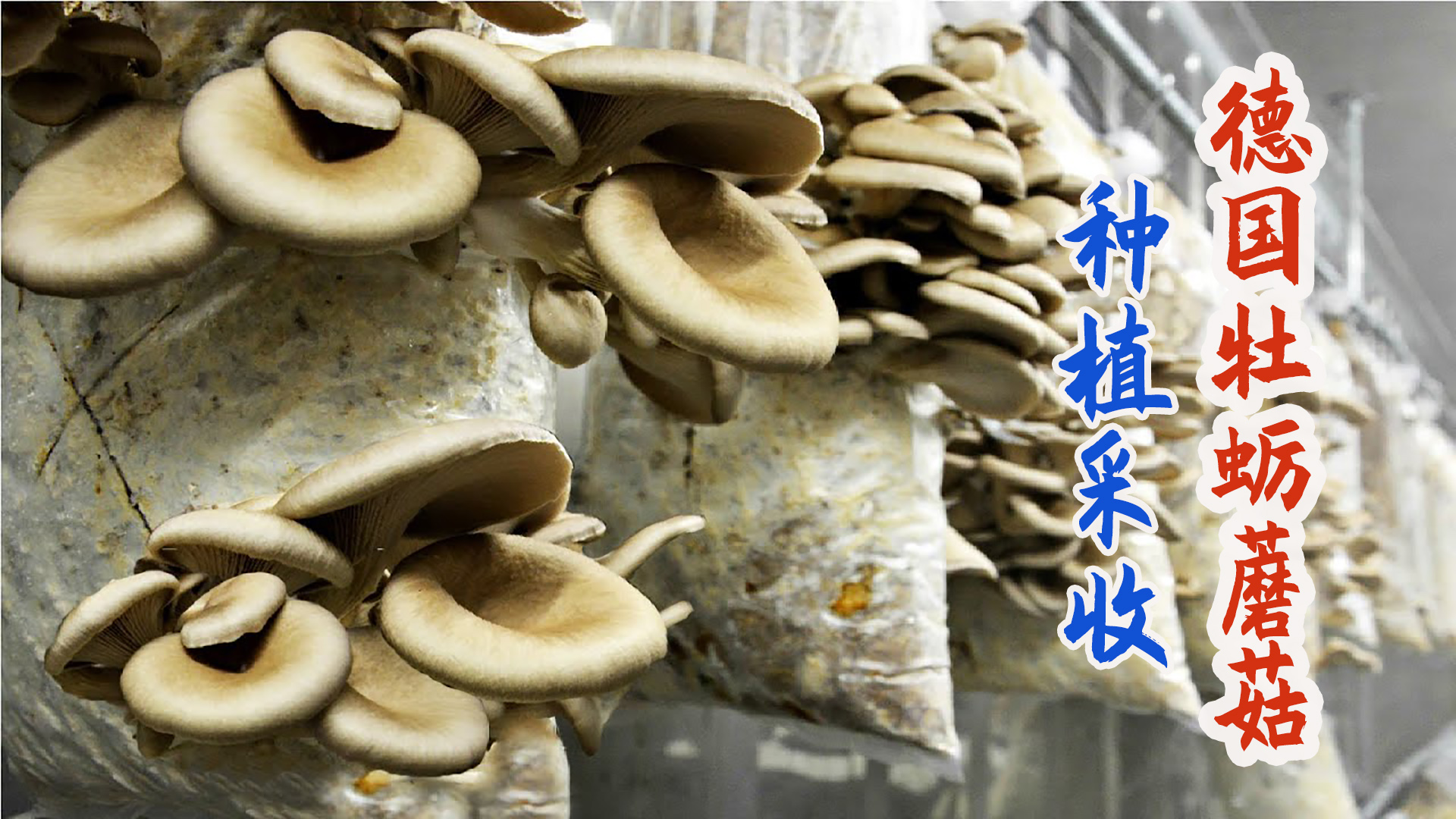 德国现代化牡蛎蘑菇种植场,用咖啡渣作肥料养大白嫩壮硕!
