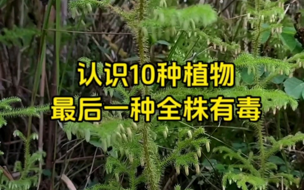 10种中草药,最后一种全株有毒!