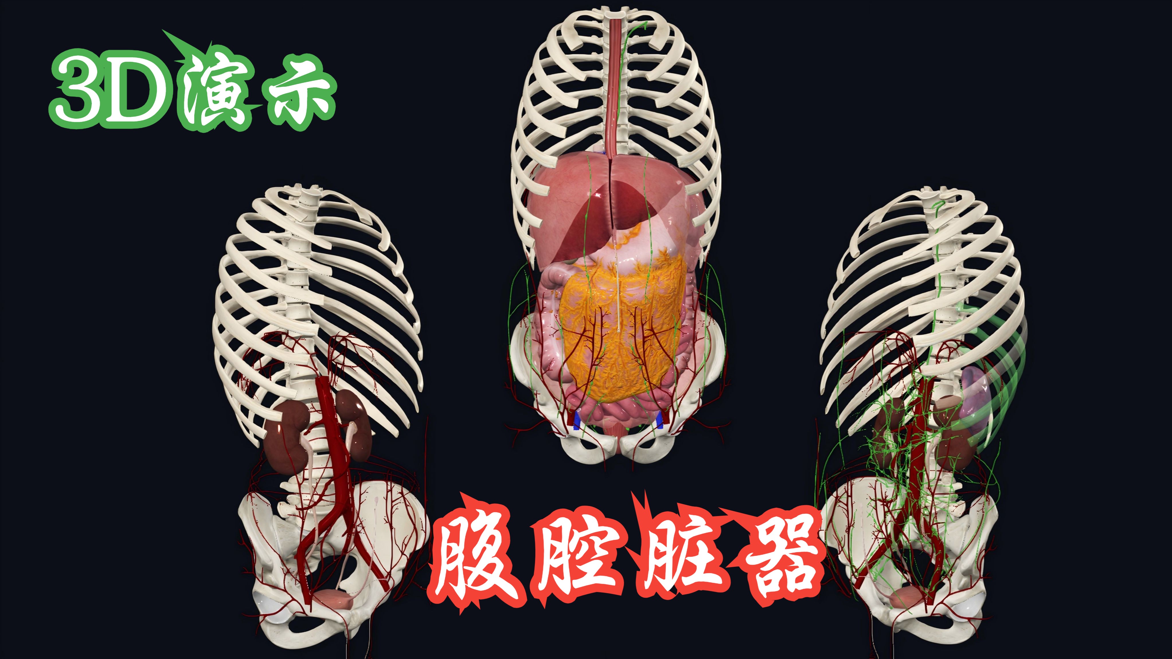 3D演示腹腔脏器,原来这么多