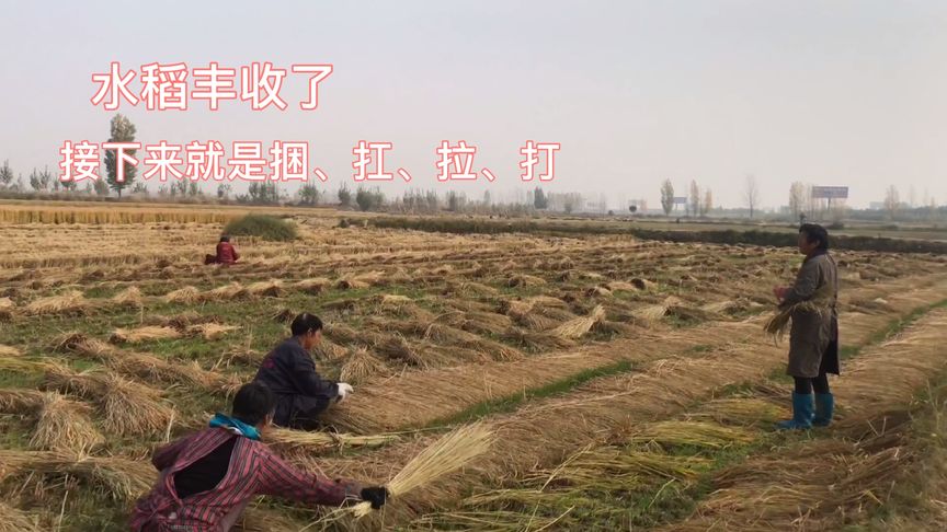 水稻经过几个月已经成熟了,农村媳妇帮婆婆收割水稻,干活很麻利