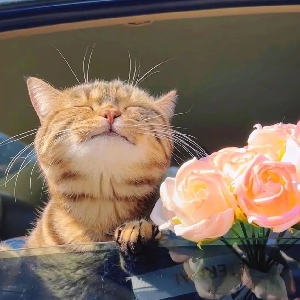 不爱吃辣椒的猫猫 