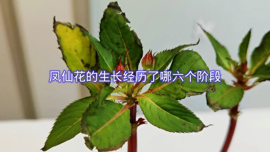 凤仙花的生长经历了哪六个阶段?