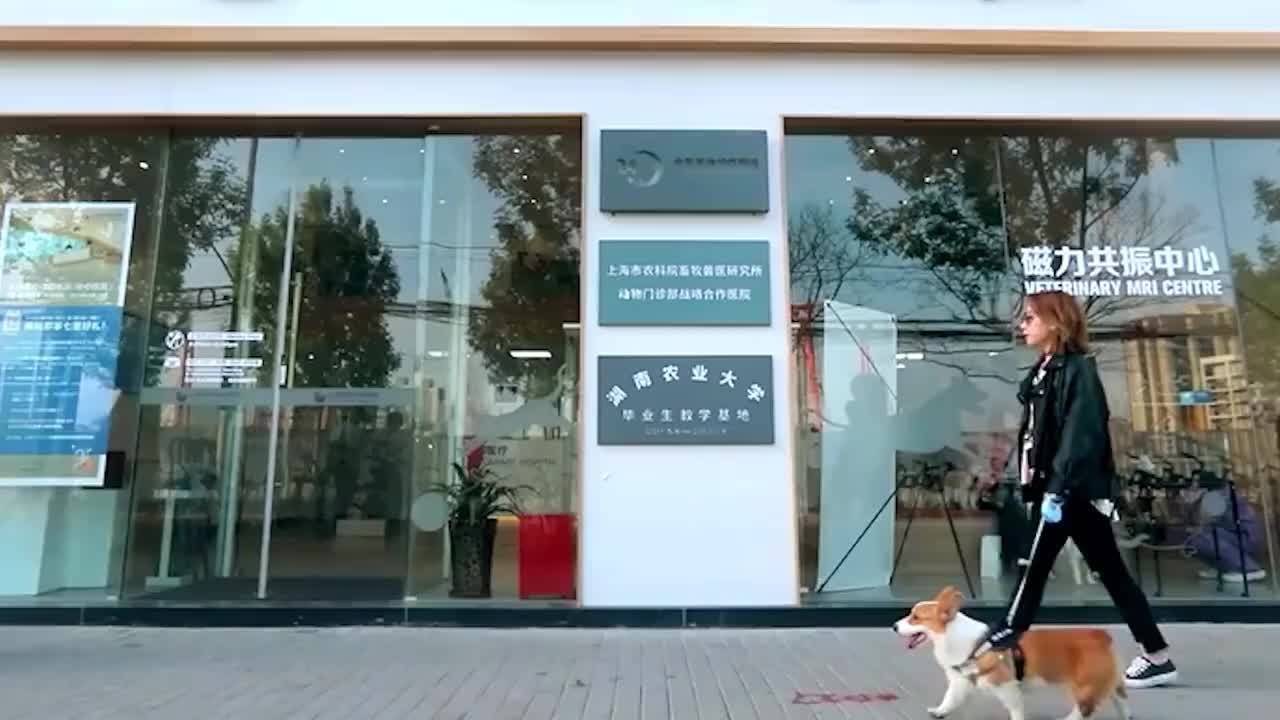 铲屎官喊贵,医院哭穷,宠物医疗的钱到底被谁赚走了? #作品同步头条赢...