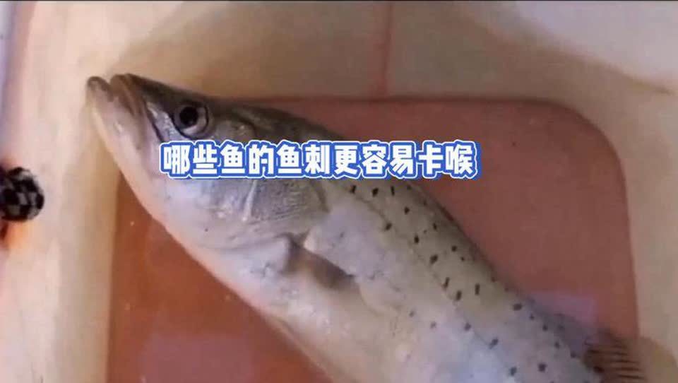 哪些鱼的鱼刺最容易卡喉