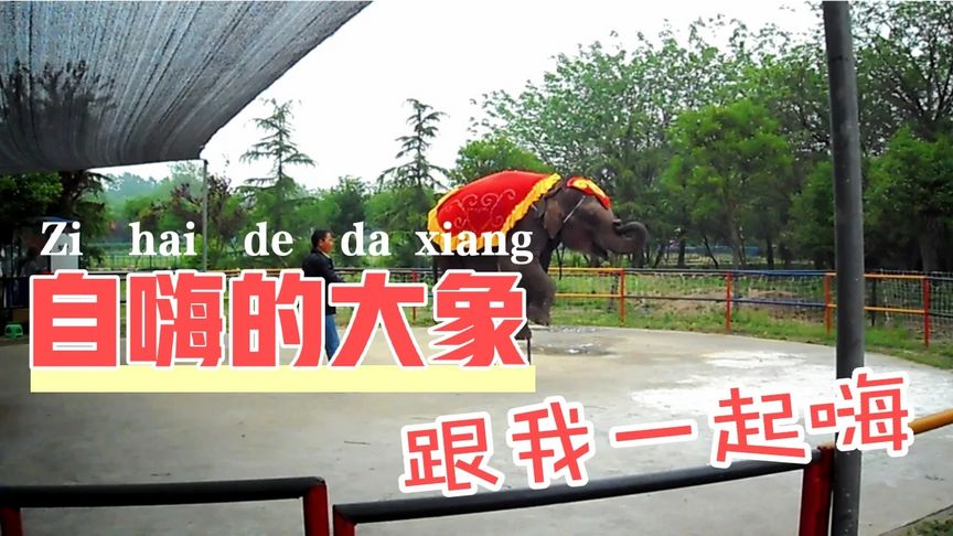 近距离实拍大象杂技表演,不仅会摆造型还会跳电音舞曲。