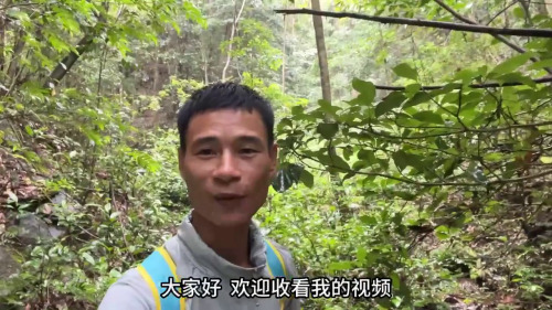 深山里10000元一斤的珍贵药材,很多人没见过,看看你认识吗?