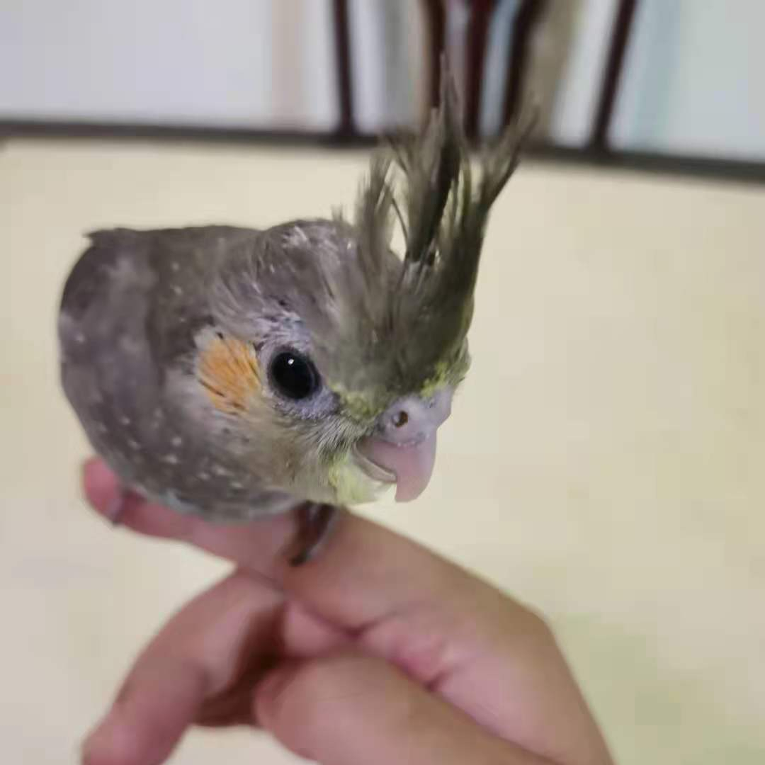 排骨小号 