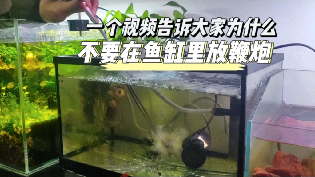 为什么不要在鱼缸里放鞭炮