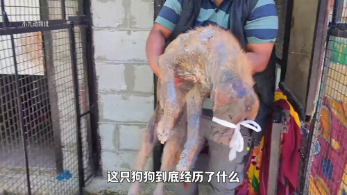 瘦弱的流浪狗,患有皮肤炎症,幸好,它被带到了救助站