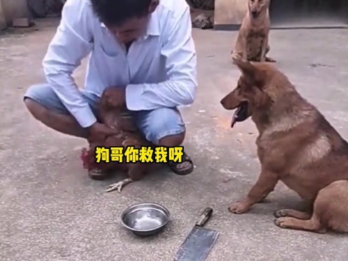 这真是一条好狗呀