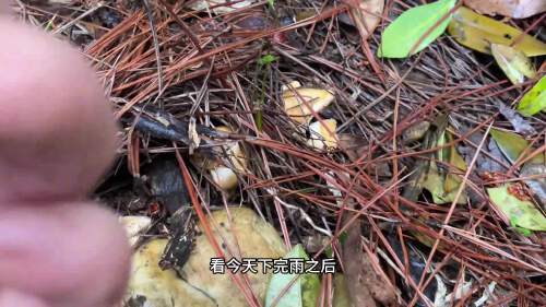 养花人到山里眼里都是宝,遇到很多腐熟松针土,收集回去如何杀菌