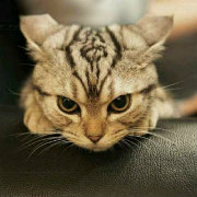南宫家胖猫 