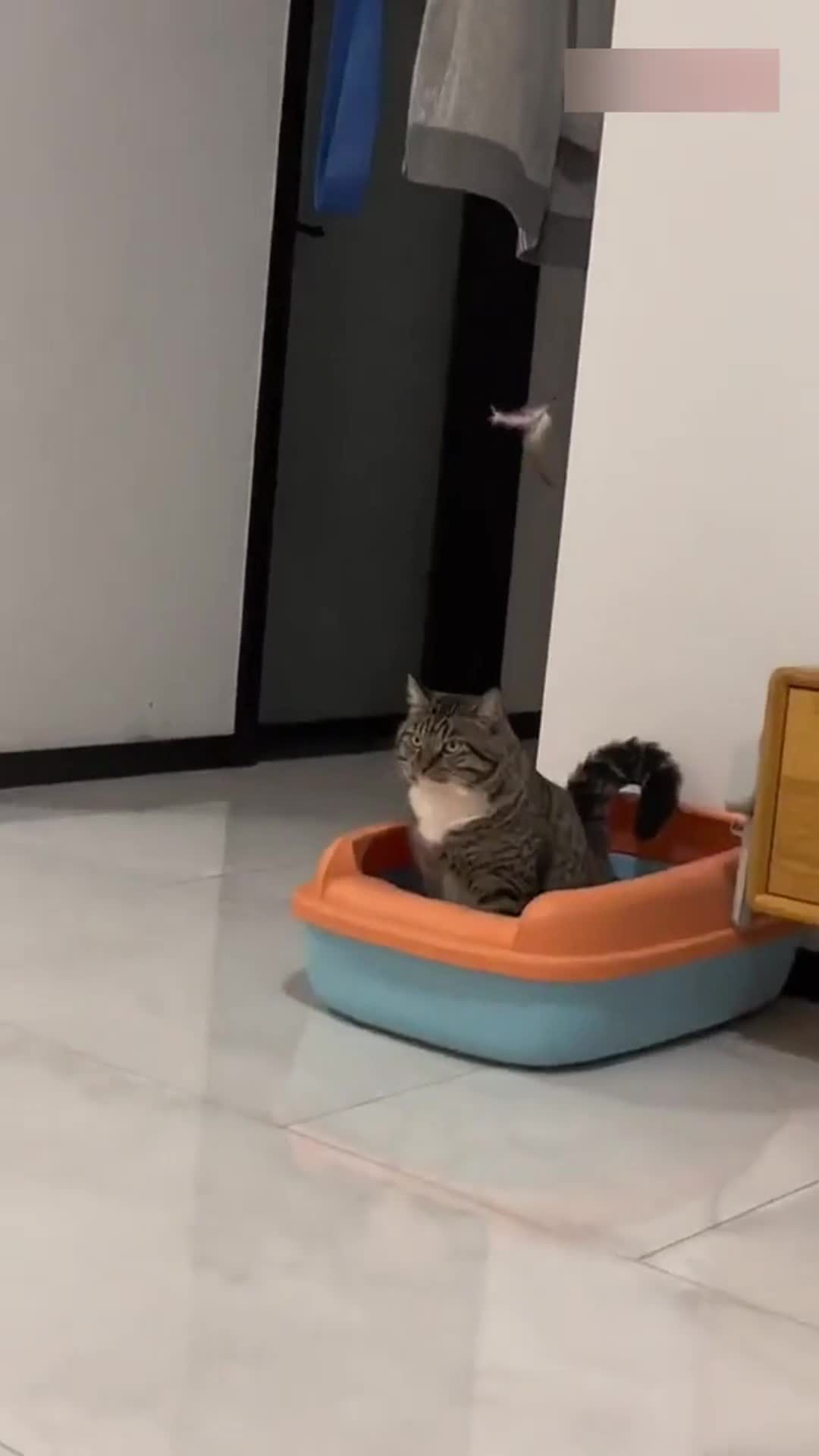 推荐有小猫的铲屎官在家循环播放