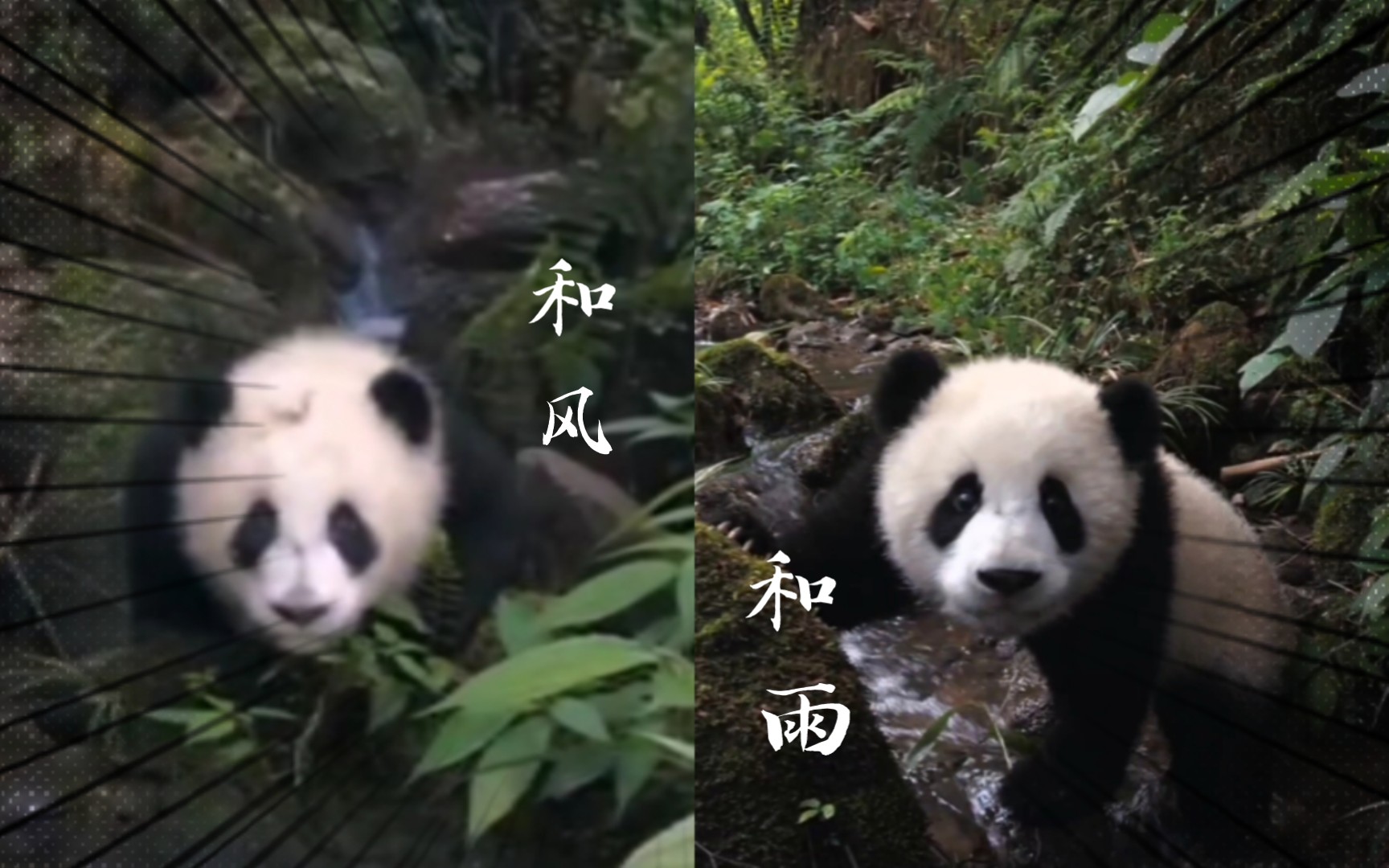【大熊猫和风和雨】2018年发布的基地请华纳制作的“野培纪录片”...