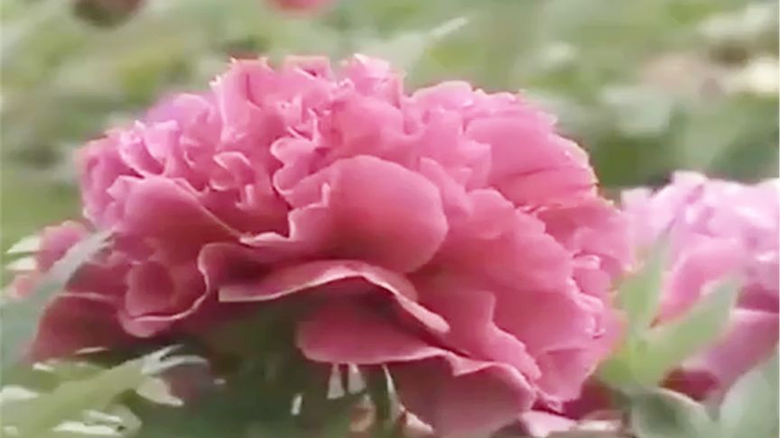 牡丹花是“花中之王”,栽培时注意这几点,新手都能养爆盆