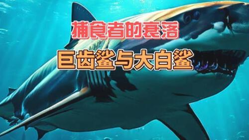 顶级捕食者的衰落: 巨齿鲨与大白鲨的对决,生态位的竞争!