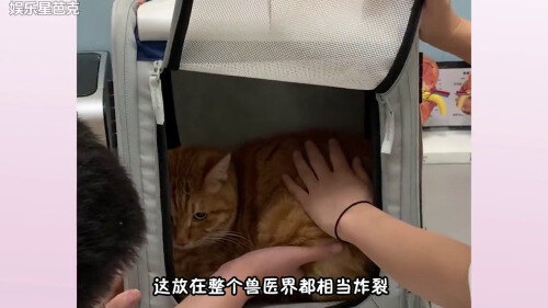 放在整个兽医界相当炸裂,不会有医患纠纷吗,不要质疑他们的专业