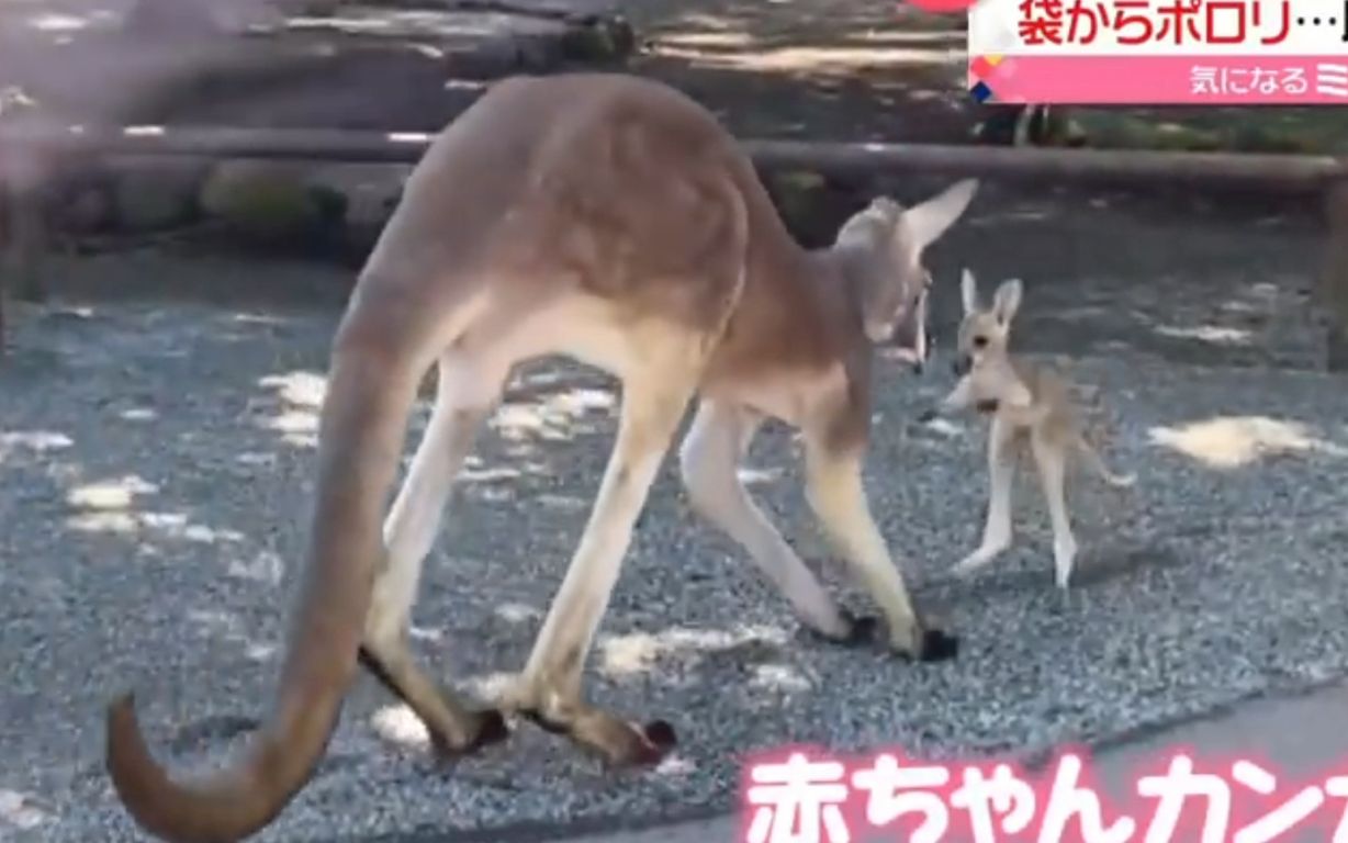 【双语】袋鼠宝宝:?请打开麦克风交流