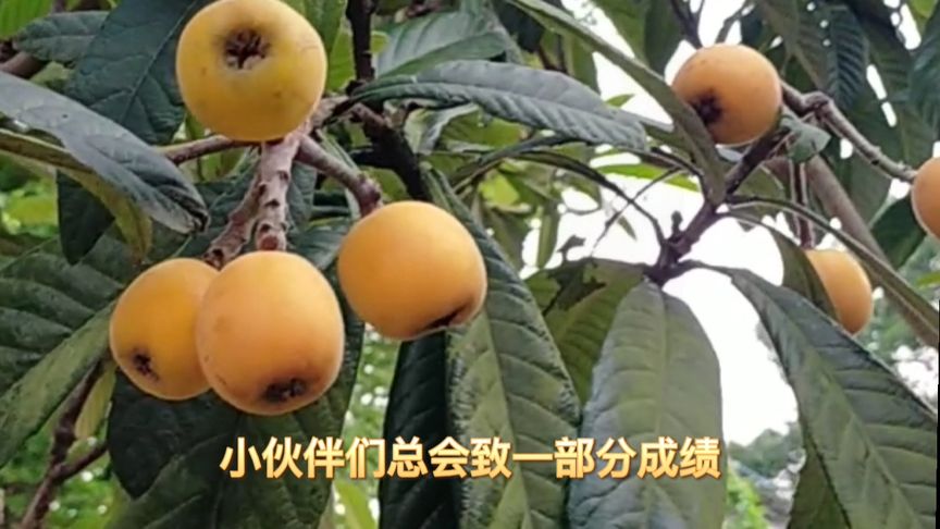 枇杷想要结果大,轻松管理,关键是这一步