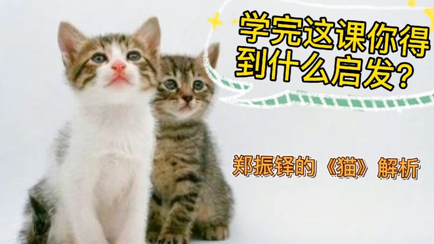 学完这课你得到什么启发?郑振铎的《猫》解析
