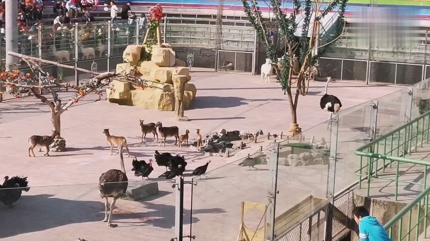 北京野生动物园(三)动物表演超级精彩,特别是大黑熊,值得一看